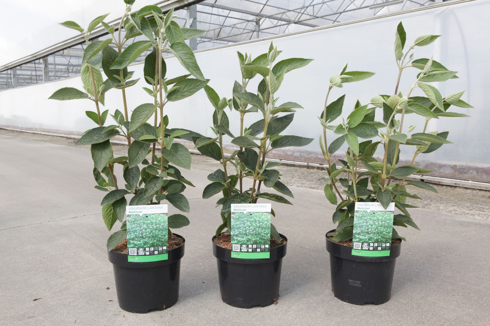 Viburnum lantana 'Mohican' cont. 3,6L 50-60 cm +B | Denolf