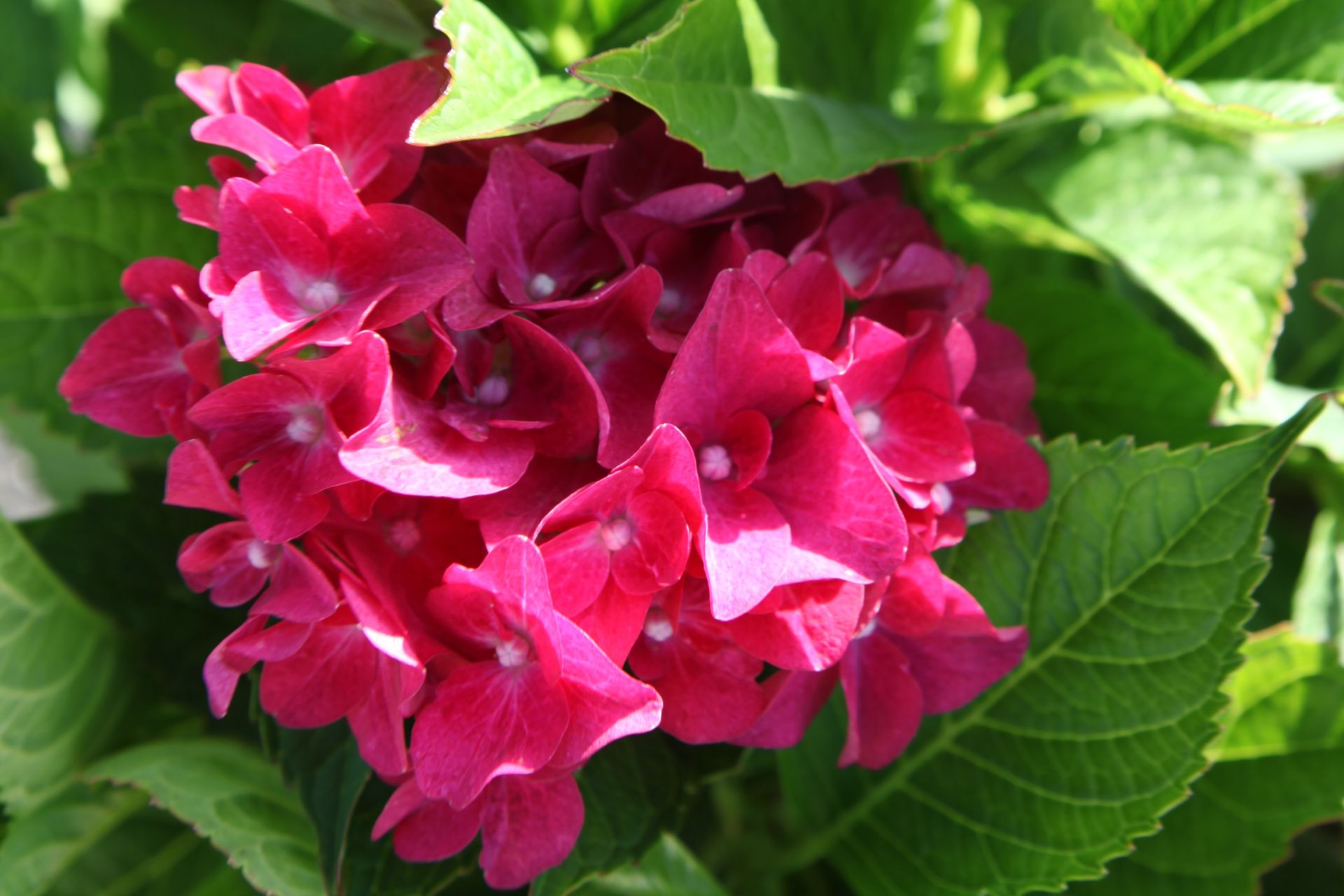 Hydrangea macrophylla 'AB Green Shadow' | Denolf