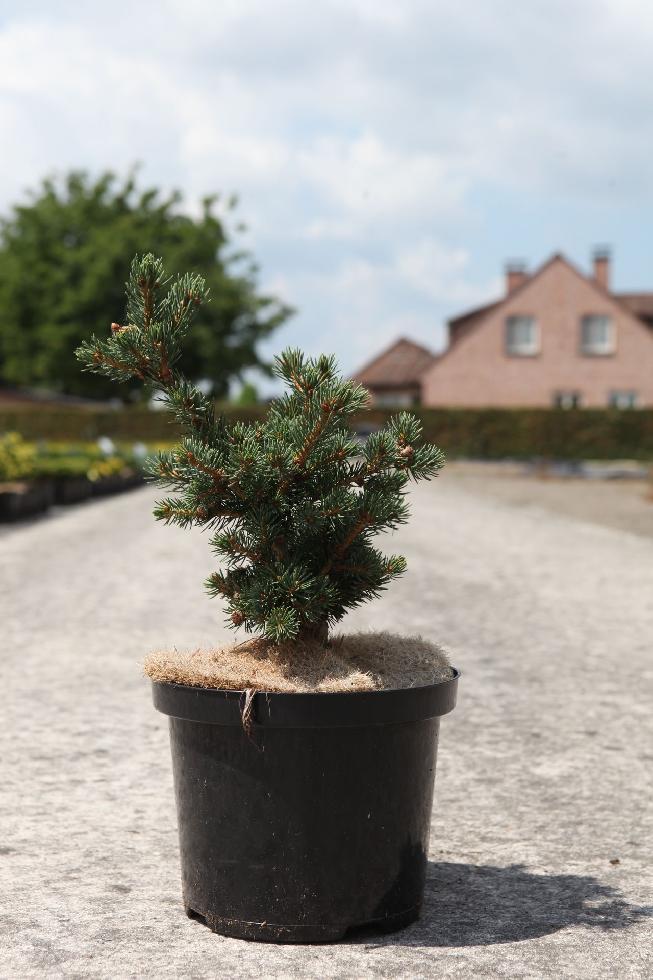 Picea pungens 'Lucky Strike' cont. 5L 30-40 cm | Denolf